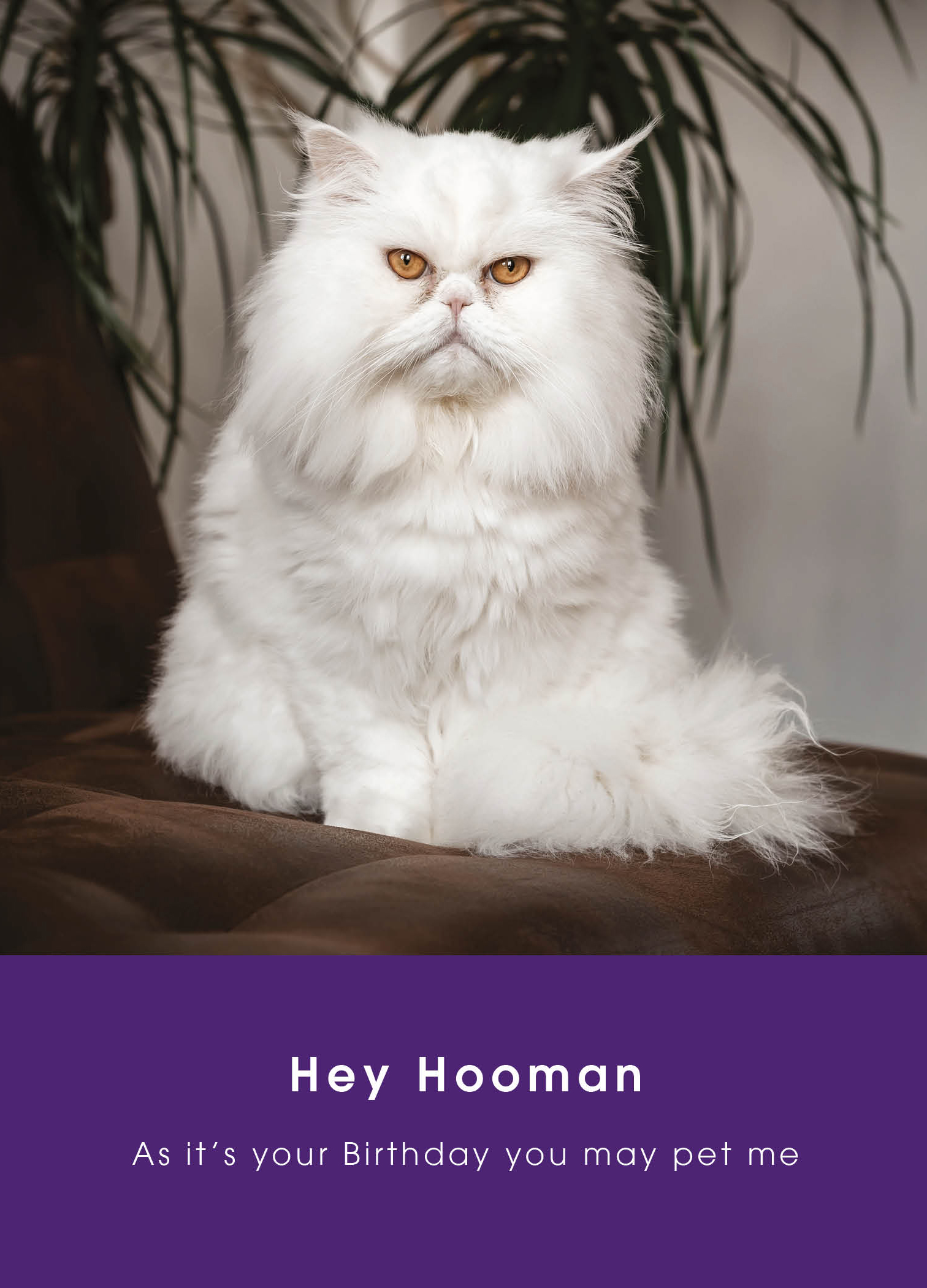 Hey Hooman, As it’s your birthday, you may pet me card – A. B. Snell & Son