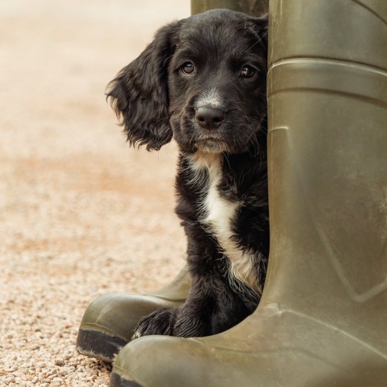 Working Cocker Spaniel Puppy – A. B. Snell & Son